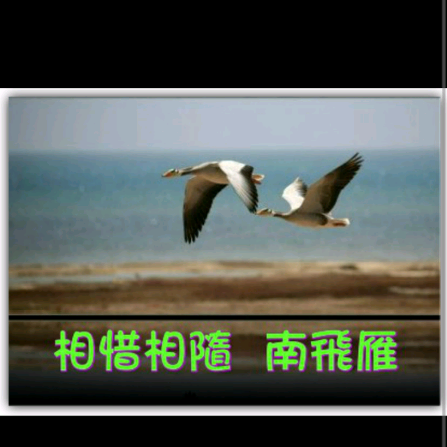 南飞雁南飞的大雁简南飞雁意境图片第4页大山谷图库